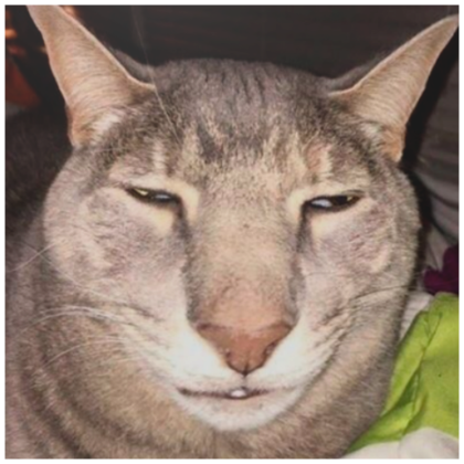FUNNY CAT PFP Roblox Item Rolimon S