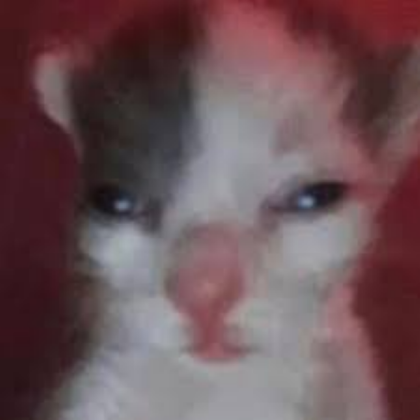 cat meme XD