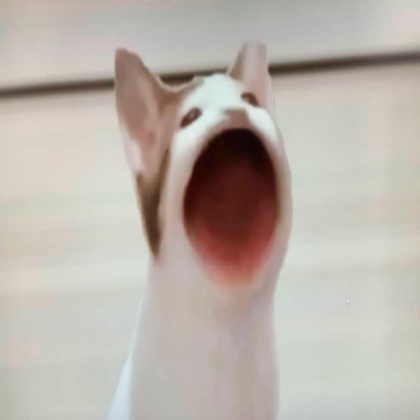 Pop Cat meme