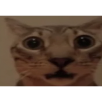 BIG Guh Cat | Roblox Item - Rolimon's