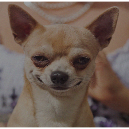 smirk dog (profile picture) | Roblox Item - Rolimon's