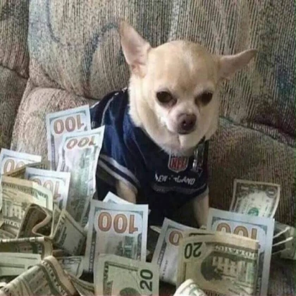 chihuahua