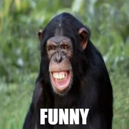 Chimpanzee