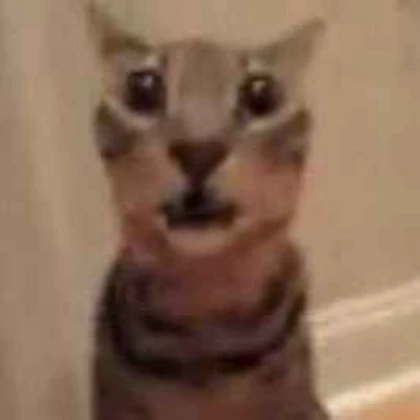 Cat Meme 4
