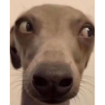 Studio 51 Clothing Inc. - Roblox