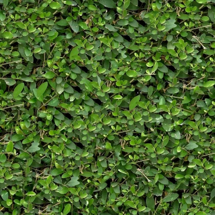 Seamless Bush Texture