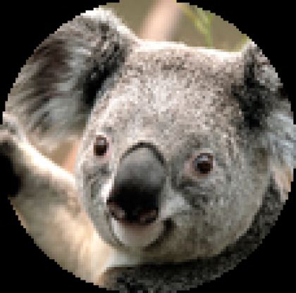 bokep jepang - Roblox