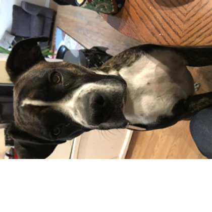 TEAM BACON SQUAD | Roblox Group - Rolimon's