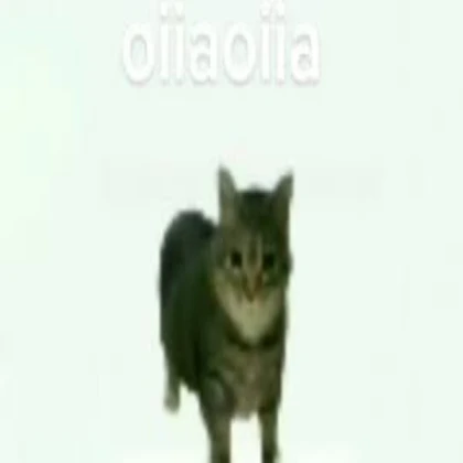 oiiaoiia cat