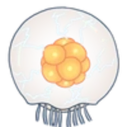 Uumuu | Hollow Knight.