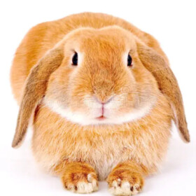 [YENİ GÜNCELLEME] slungus - Roblox