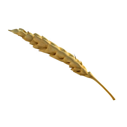 wheat | Roblox Item - Rolimon's