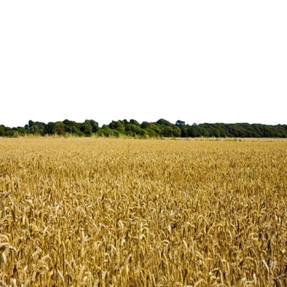 Wheat Field PNG (My Movie_)