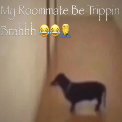 dawg
