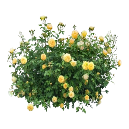 yellow flower bush