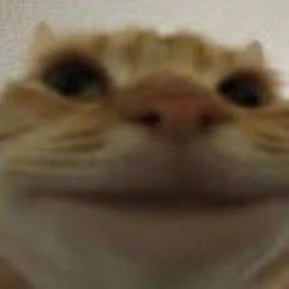 funny cat meme