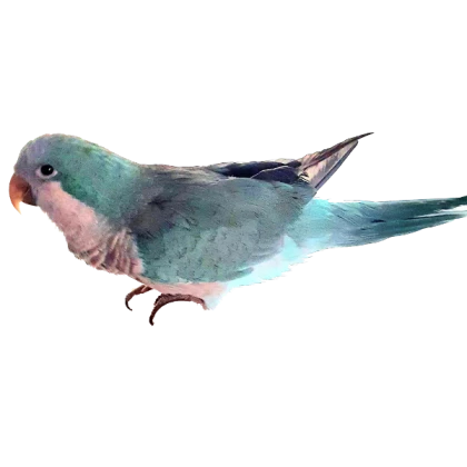 Parrot