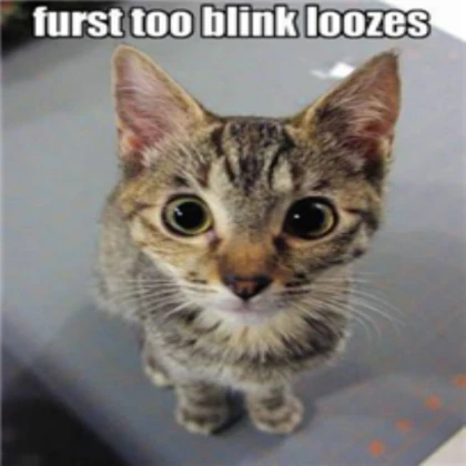 lol cat staring contest