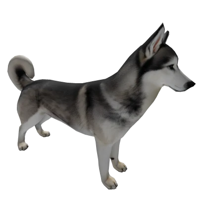 huskyblox