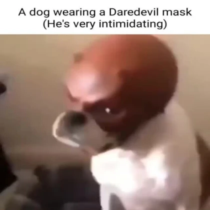 daredevil dog meme