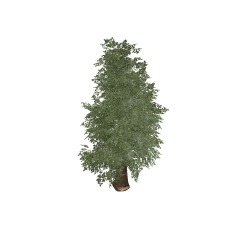 Asset Image