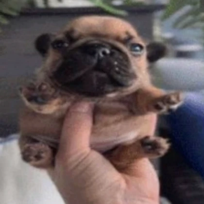 Pibble