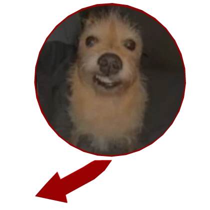 Ropopo Dog Meme | Roblox Item - Rolimon's