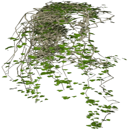ivy vines