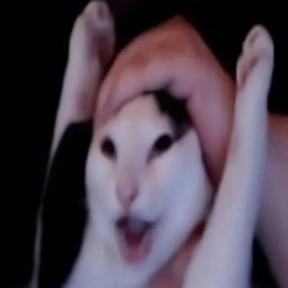 Cat YIPPEE