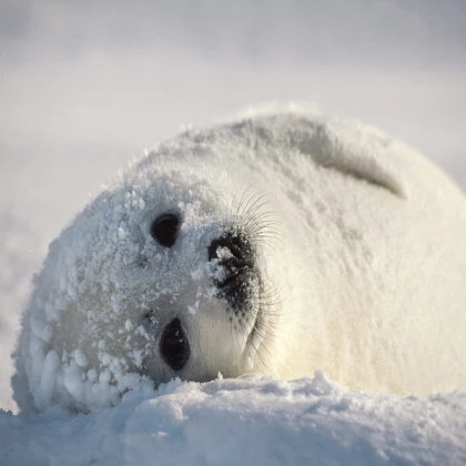 Cute Harp Seal