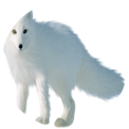 Arctic Fox - Roblox