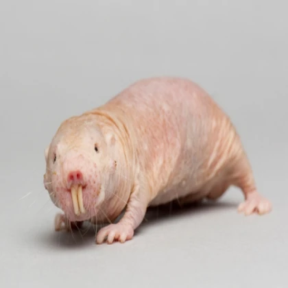 Hairless Mole Rat