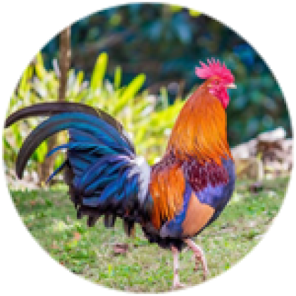Rooster - Roblox