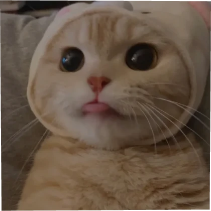 Tongue Cat PFP (Profile Picture) | Roblox Item - Rolimon's