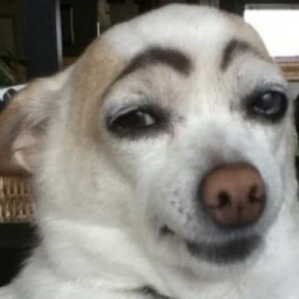 Goofy Looking Dog 🐶