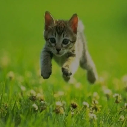 cat jumping with filter