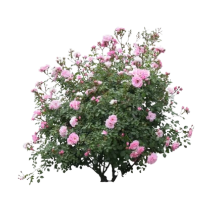 pink flower bush