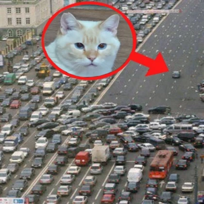 cat blocking traffic