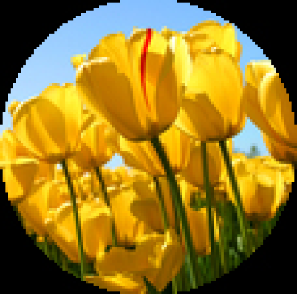 Tulips.jpg - Roblox