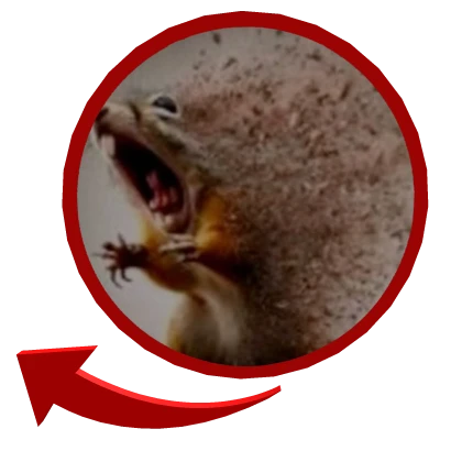 evaporating squirrel