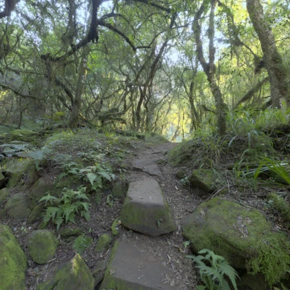 Mossy Forest Sky (HD)