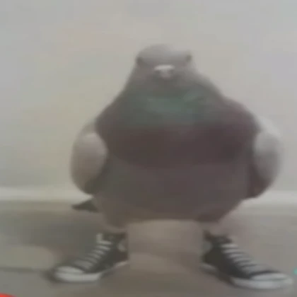 Robert the Pigeon