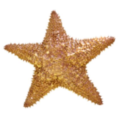 starfish icon