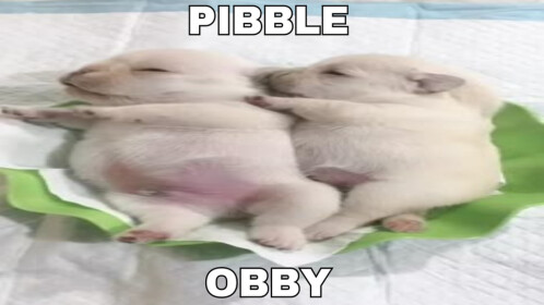 pibble obby - Roblox
