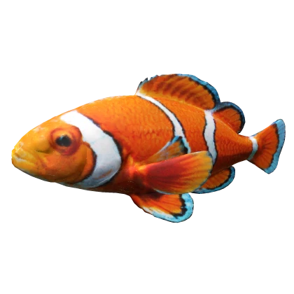MASSIVE Clownfish | Roblox Item - Rolimon's