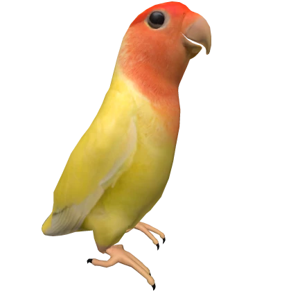 Shoulder Lovebird Parrot Realistic | Roblox Item - Rolimon's