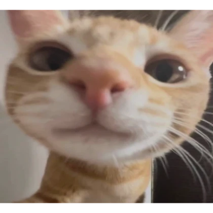 Cat Meme Box (Pfp) | Roblox Item - Rolimon's