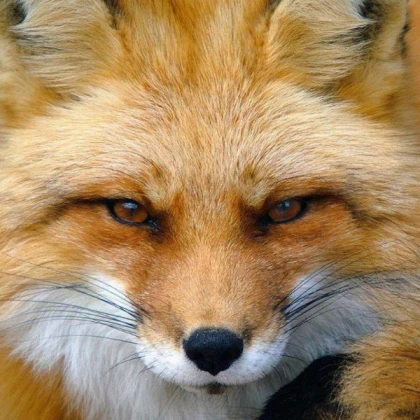fox
