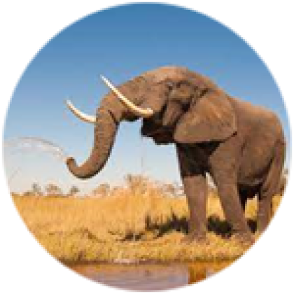 Elephant - Roblox