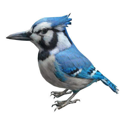 Blue Jay Left Shoulder Pet | Roblox Item - Rolimon's